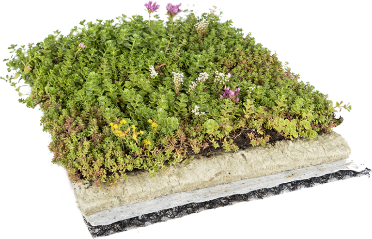Super Lightweight Green Roof - The Green Roof Company